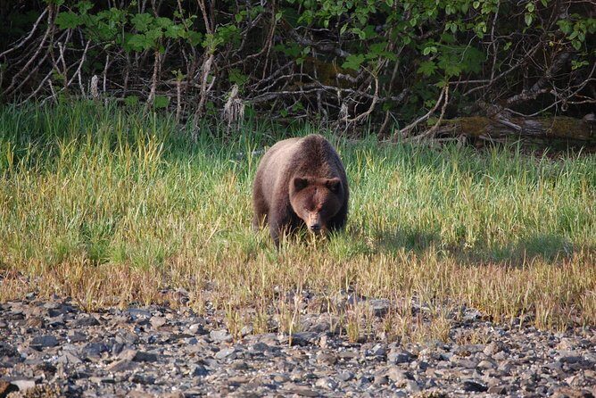 Chichagof Island Tour: Brown Bear Search - Overview of the Tour