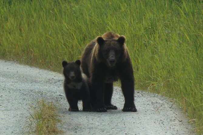 Chichagof Island Tour: Brown Bear Search - The Value of the Experience