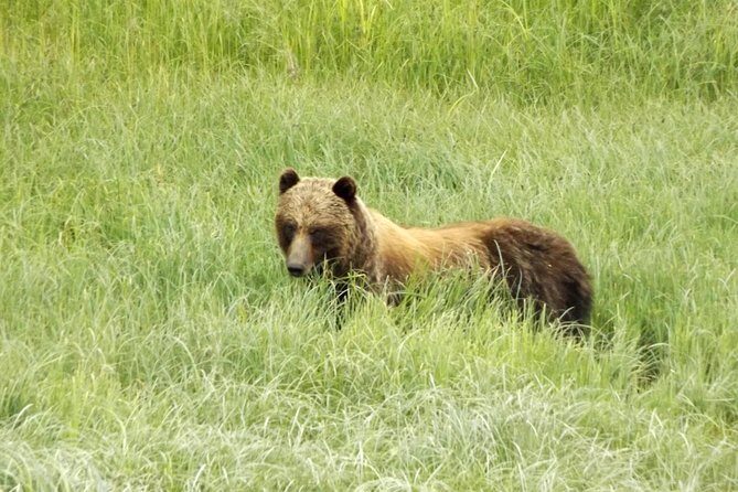 Chichagof Island Tour: Brown Bear Search - Transport and Group Dynamics