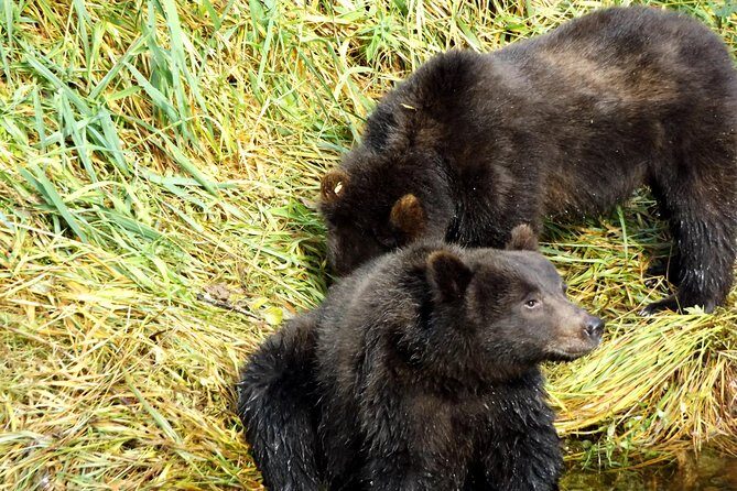 Chichagof Island Tour: Brown Bear Search - Final Thoughts: Who Should Consider This Tour?