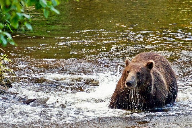 Chichagof Island Tour: Brown Bear Search - FAQs