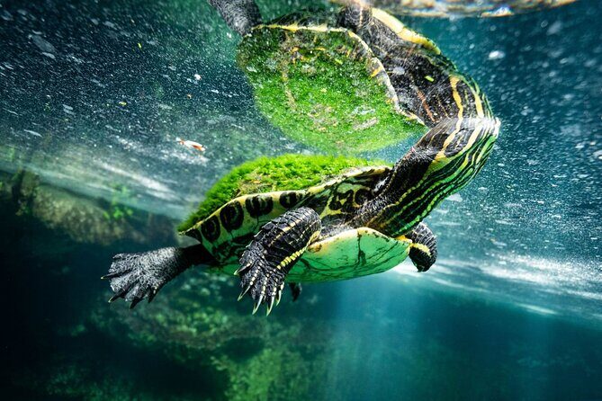 Chichén Itzá and Cenotes Day Trip with Traditional Lunch - FAQ