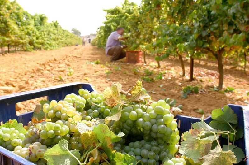 Chiclana de la Frontera: Winery Tour with Wine Tasting - Exploring the Experience: What to Expect