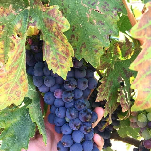 Chihuahua: Elemental Wine Experience with Tasting and Tour - Key Points