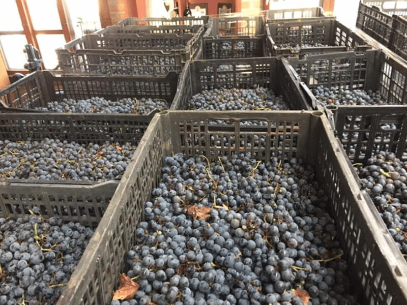 Chihuahua: Elemental Wine Experience with Tasting and Tour - Exploring the Winemaking Process and Heritage