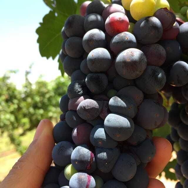 Chihuahua: Winery Tasting Experience - Introduction: Your Quick Guide to a Unique Winery Visit