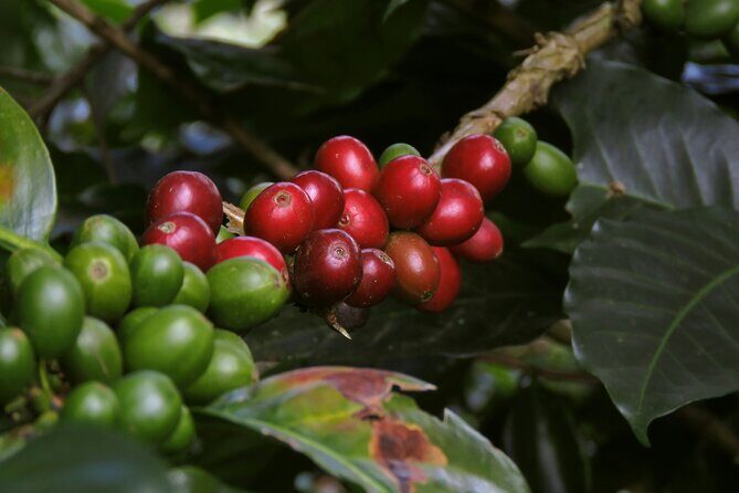 Chikmagalur Coffee Trail 2 Day Private Tour from Bangalore - Introduction: An Inviting Look at the Chikmagalur Coffee Trail Tour