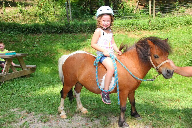 Children Mini Horse Rides - What to Expect from Your Mini Horse Adventure