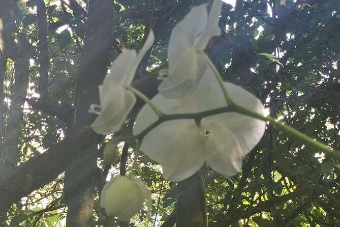 Children's Botanical Garden in St. Thomas USVI - What We Like About It