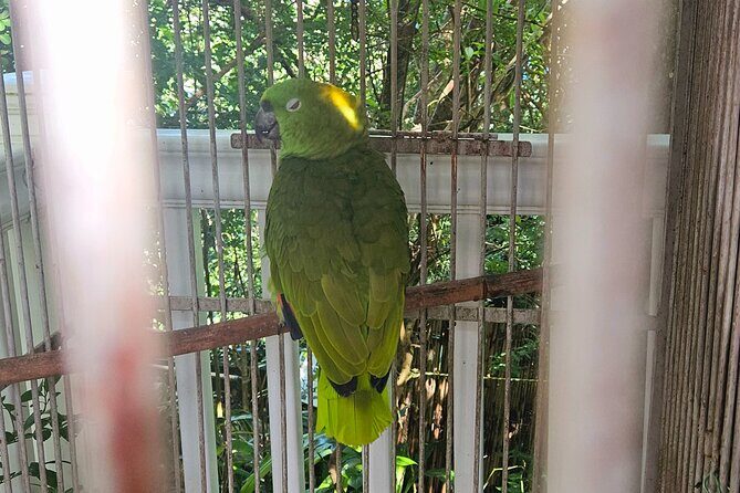 Children's Botanical Garden in St. Thomas USVI - Value and Practical Considerations