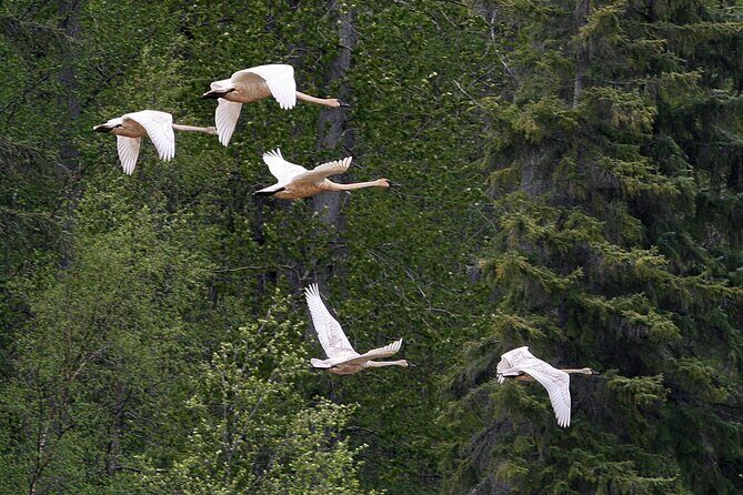 Chilkat River Jet-Boat Adventure in Haines - Final Thoughts: Is It Worth It?