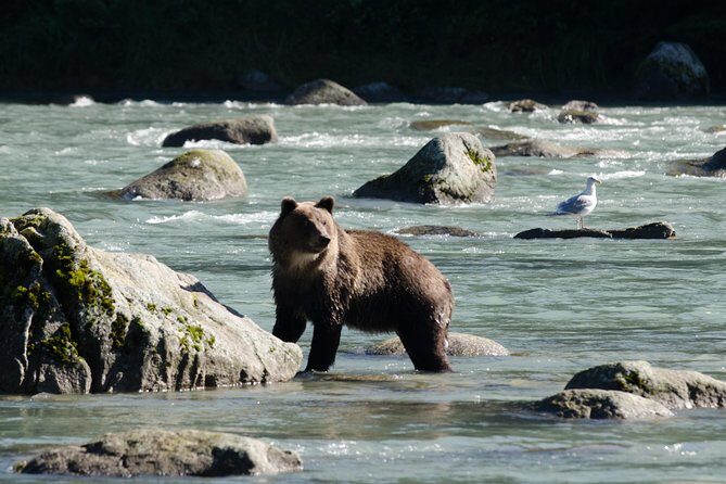 Chilkoot Wilderness and Wildlife Viewing (2.5 hrs in Haines) - Honest Guide to the Chilkoot Wilderness and Wildlife Viewing Tour in Haines