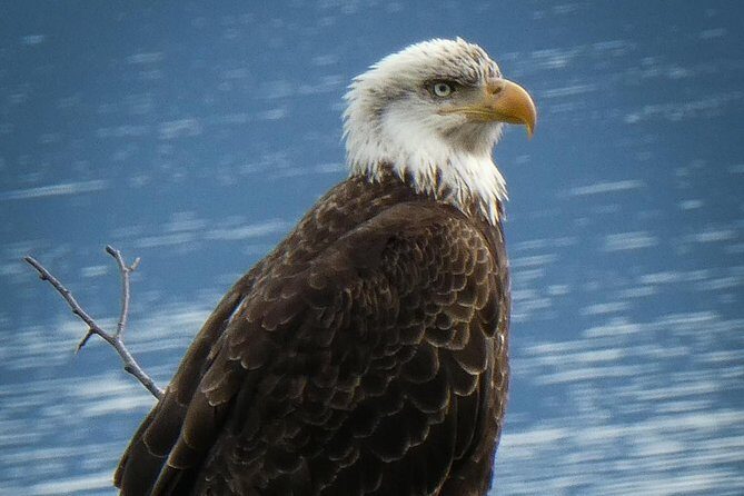 Chilkoot Wilderness and Wildlife Viewing (2.5 hrs in Haines) - What You Can Expect from the Tour