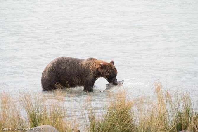 Chilkoot Wilderness and Wildlife Viewing - 6.5 hrs from Skagway - Introduction
