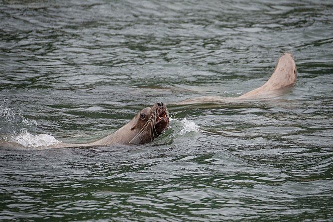 Chilkoot Wilderness and Wildlife Viewing - 6.5 hrs from Skagway - The Sum Up