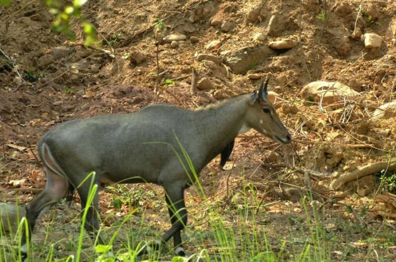 Chilla Range: Rajaji National Park Jeep Safari in Rishikesh - Who Will Love This Tour?