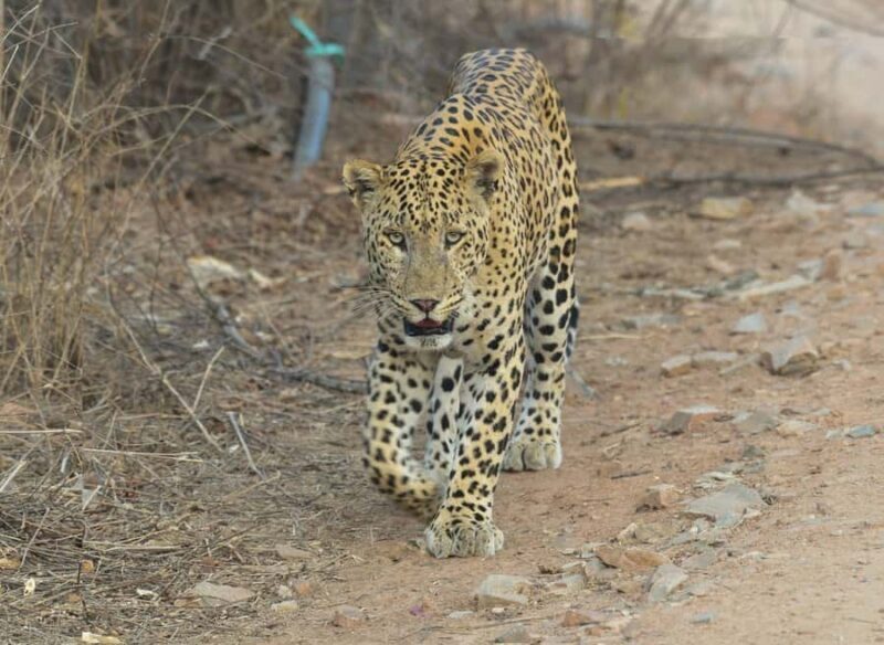 Chilla Range: Rajaji National Park Jeep Safari in Rishikesh - Final Thoughts
