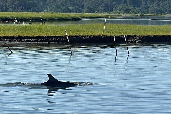 Chincoteague Dolphin Watching Boat Tour - An In-Depth Look at the Experience