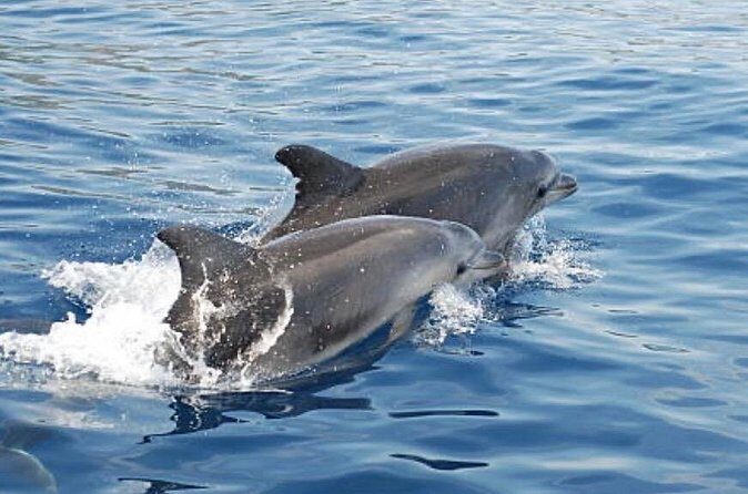 Chincoteague Dolphin Watching Boat Tour - FAQs