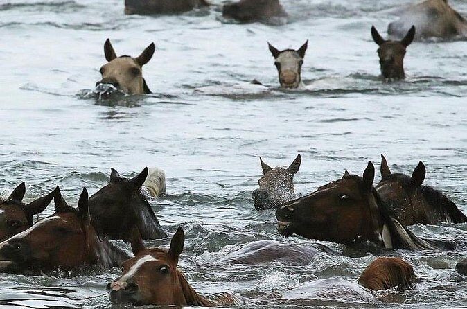 Chincoteague Pony Swim Kayak Tour 2026 with shuttle - Why This Tour Is Worth Considering