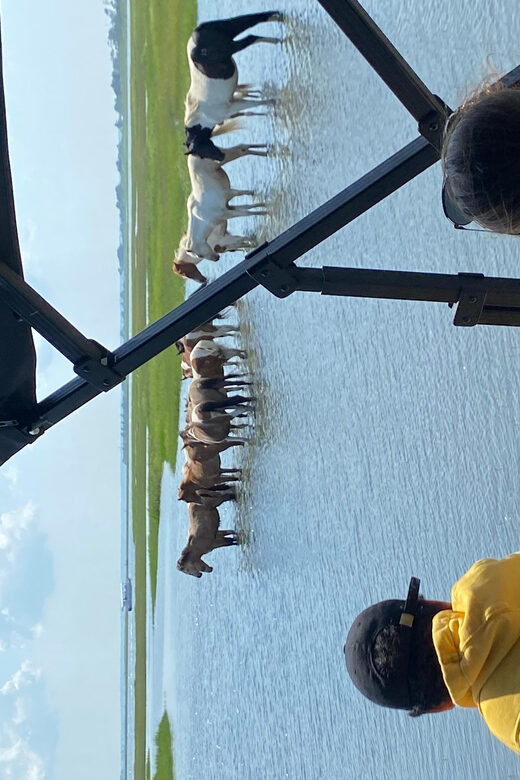 Chincoteague: Premier Pony & Wildlife Small Group Boat Tour - Who Will Love This Tour?