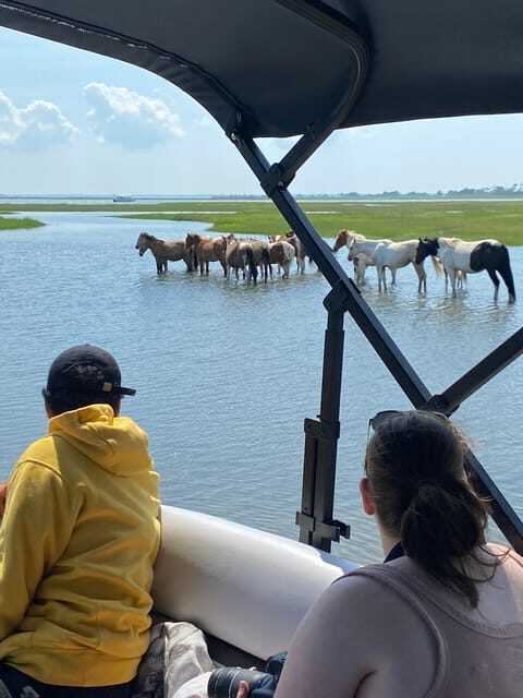 Chincoteague: Premier Pony & Wildlife Small Group Boat Tour - The Cost and Value