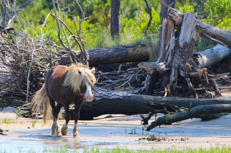 Chincoteague: Premier Pony & Wildlife Small Group Boat Tour - Authentic Experiences & Authenticity
