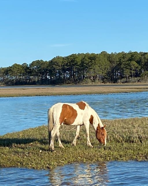 Chincoteague: Premier Pony & Wildlife Small Group Boat Tour - Final thoughts