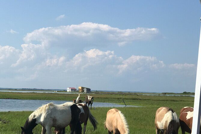 Chincoteague's Up The Bay Pony and Wildlife Tour by Boat - Final Thoughts