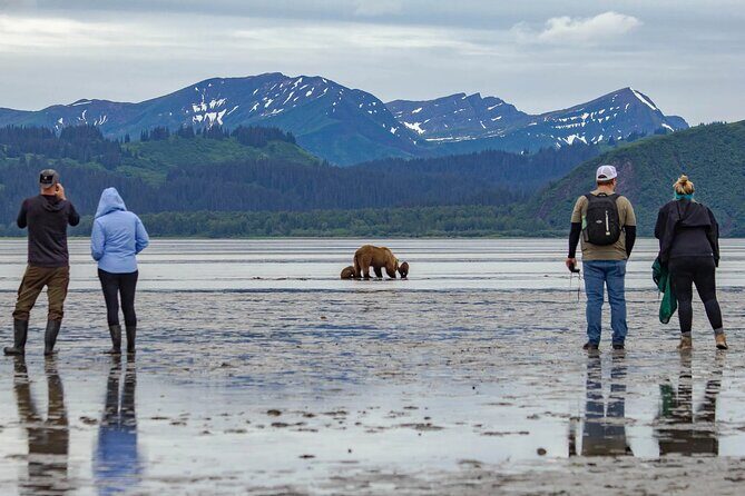 Chinitna Bay Bear Viewing Flight Tour from Talkeetna - Key Points