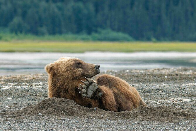 Chinitna Bay Bear Viewing Flight Tour from Talkeetna - Who Will Love This Experience