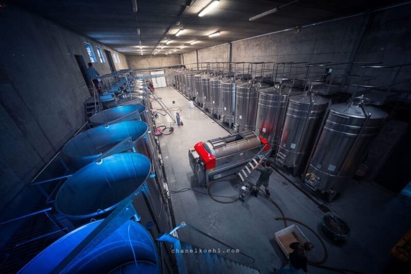 Chinon : Discovery Tours and Wine Tasting - The Blend of Tradition and Modernity