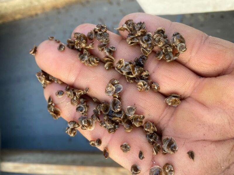 Chioggia: discover aquaculture techniques in a typical boat - FAQ