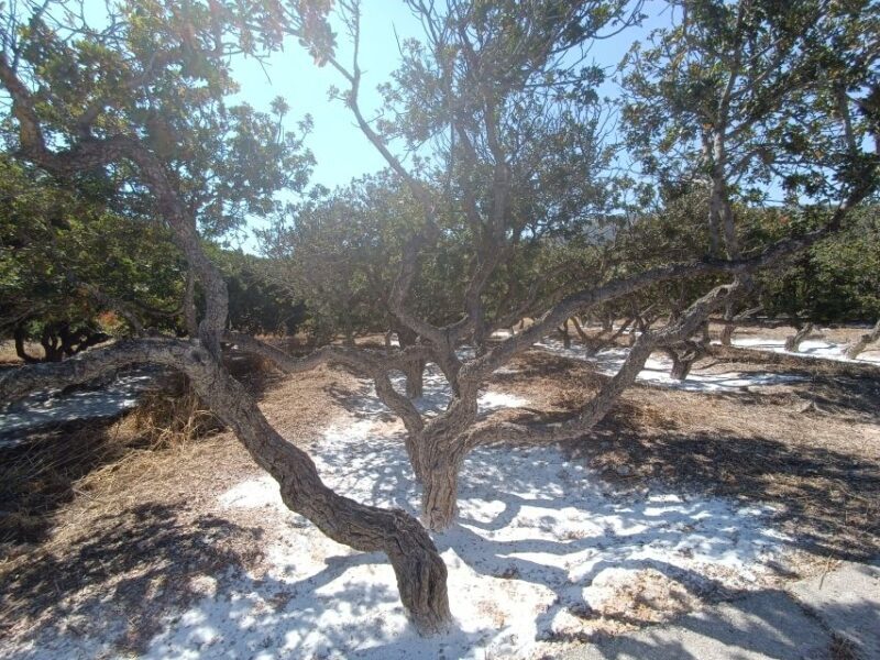 Chios: Half-Day Sightseeing Tour - Why Choose This Tour?