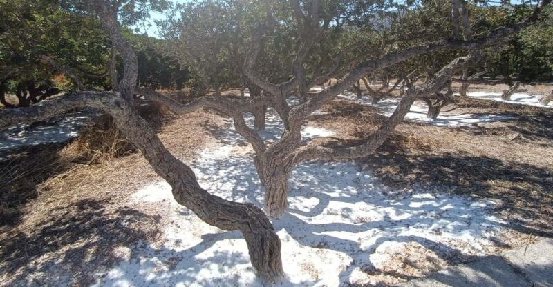 Chios: Mastiha shore excursion - Key Points