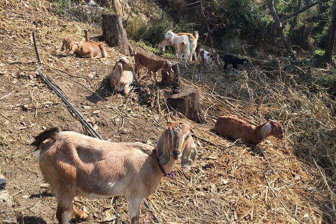 Chisapani and Nagarkot 3-Day Hiking from Kathmandu - Who Will Love This Tour?