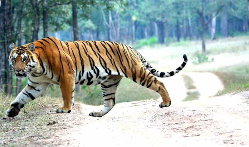 Chitwan 1 Night 2 Day Wildlife Adventure - Key Points