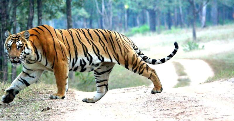 Chitwan 1 Night 2 Day Wildlife Adventure - Day 1: Wildlife Safari and Cultural Highlights