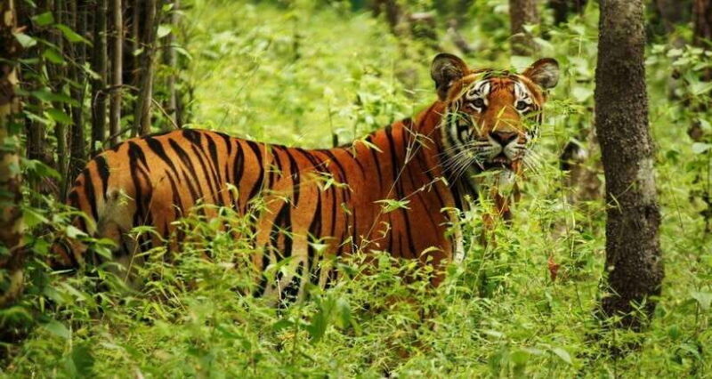 Chitwan: 1-Night Jungle Safari with Transfers from Kathmandu - FAQ