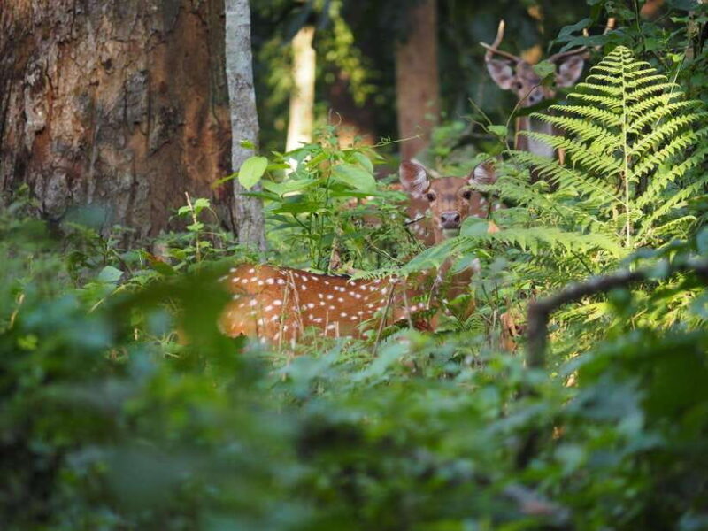Chitwan: 2 Full day jungle walk with Canoeing all inclusive - Authenticity and Value