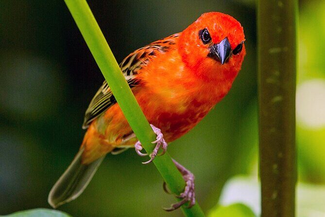 Chitwan 2 Nights All Inclusive Jungle Safari Tour - Introduction