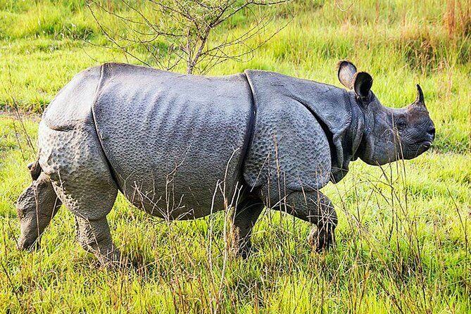 Chitwan 2 Nights All Inclusive Jungle Safari Tour - Key Points