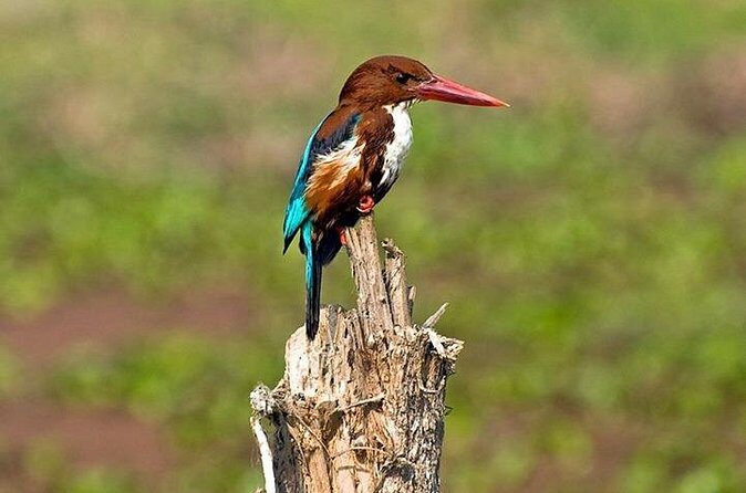 Chitwan 2 Nights All Inclusive Jungle Safari Tour - Transportation and Group Size