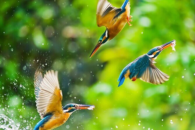 Chitwan 2 Nights All Inclusive Jungle Safari Tour - Authentic Experiences and Travelers Feedback