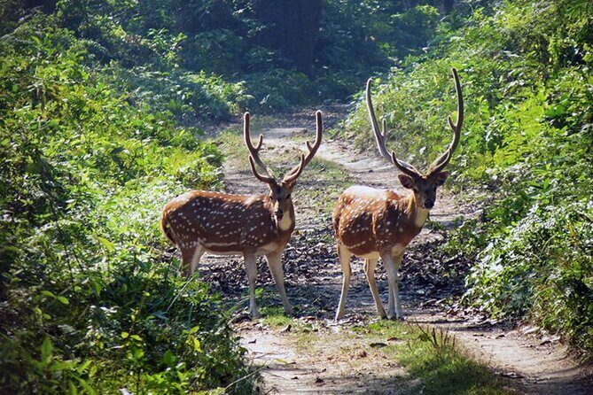 Chitwan 2 Nights All Inclusive Jungle Safari Tour - Practical Tips for Travelers