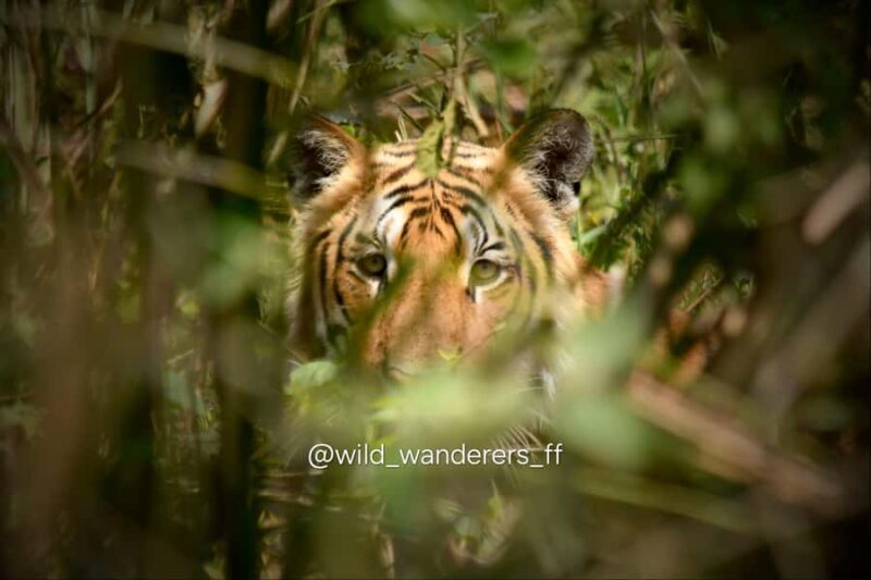 Chitwan: 3-Day Jungle Walk, Canoe Ride, and Jeep Safari back - Who is this tour best suited for?