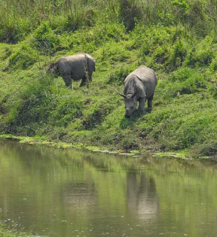 Chitwan: 3-Day Jungle Walk, Canoe Ride, and Jeep Safari back - Discovering Chitwan: A Closer Look at the 3-Day Tour