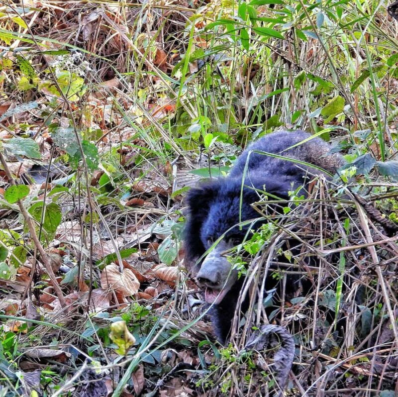 Chitwan: 3-Day Jungle Walk, Canoe Ride, and Jeep Safari back - Frequently Asked Questions