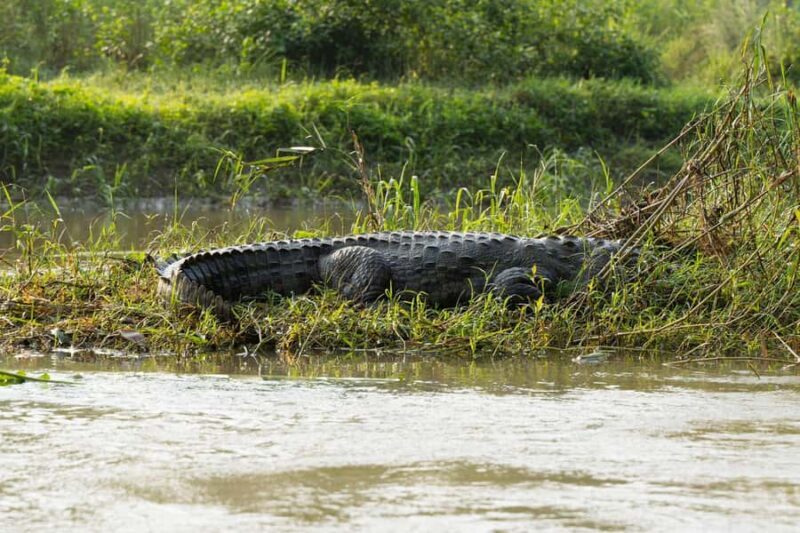 Chitwan: 3-Day Jungle walk with Canoeing and Tree house - Frequently Asked Questions