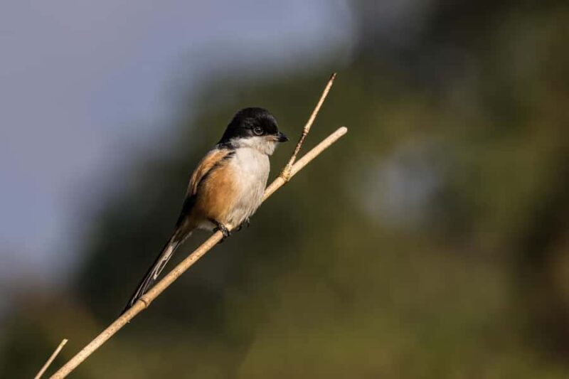 Chitwan: 3-Day Luxury Safari with Room, Meals & Transfers - Key Points